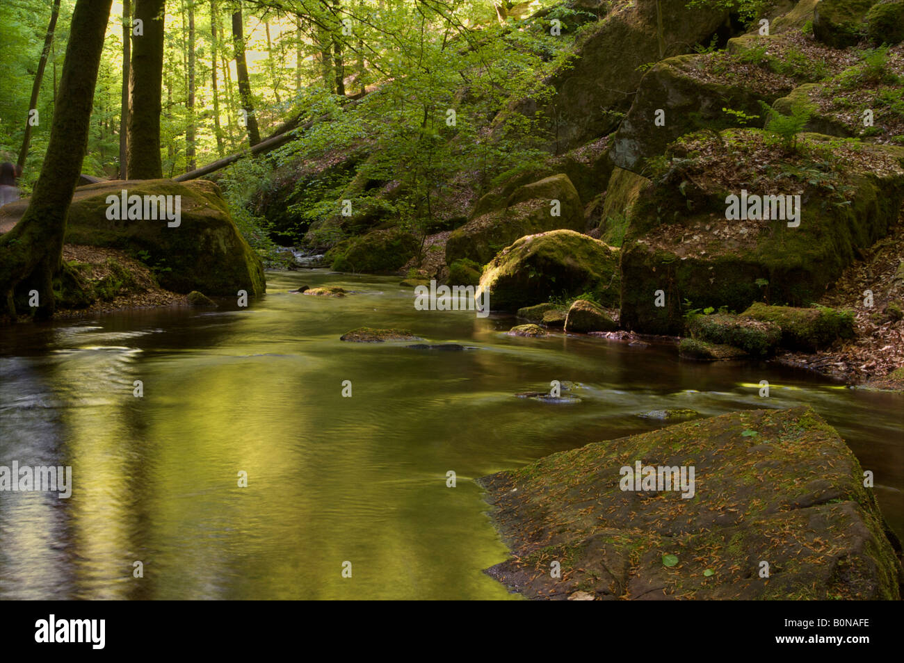 Brook run into a forest Stock Photo - Alamy