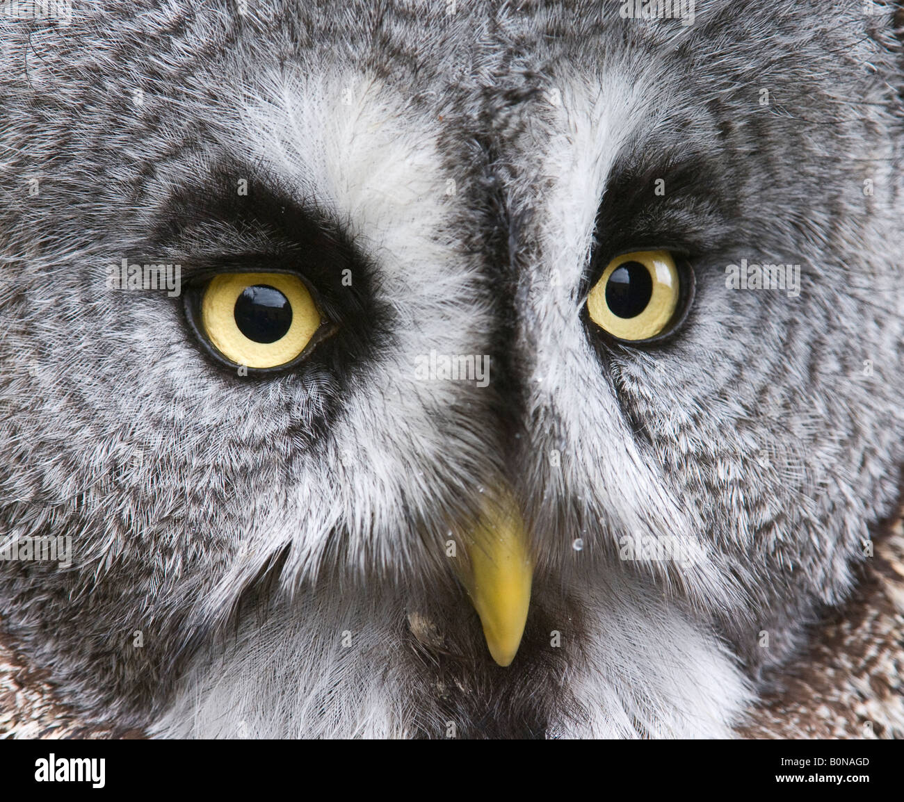 Great grey owl glare hi-res stock photography and images - Alamy