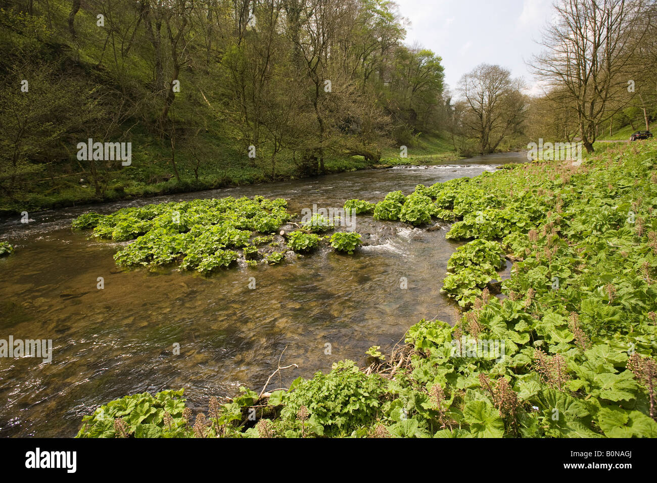 UK Derbyshire Peak District National Park Millers Dale wild flowers on ...
