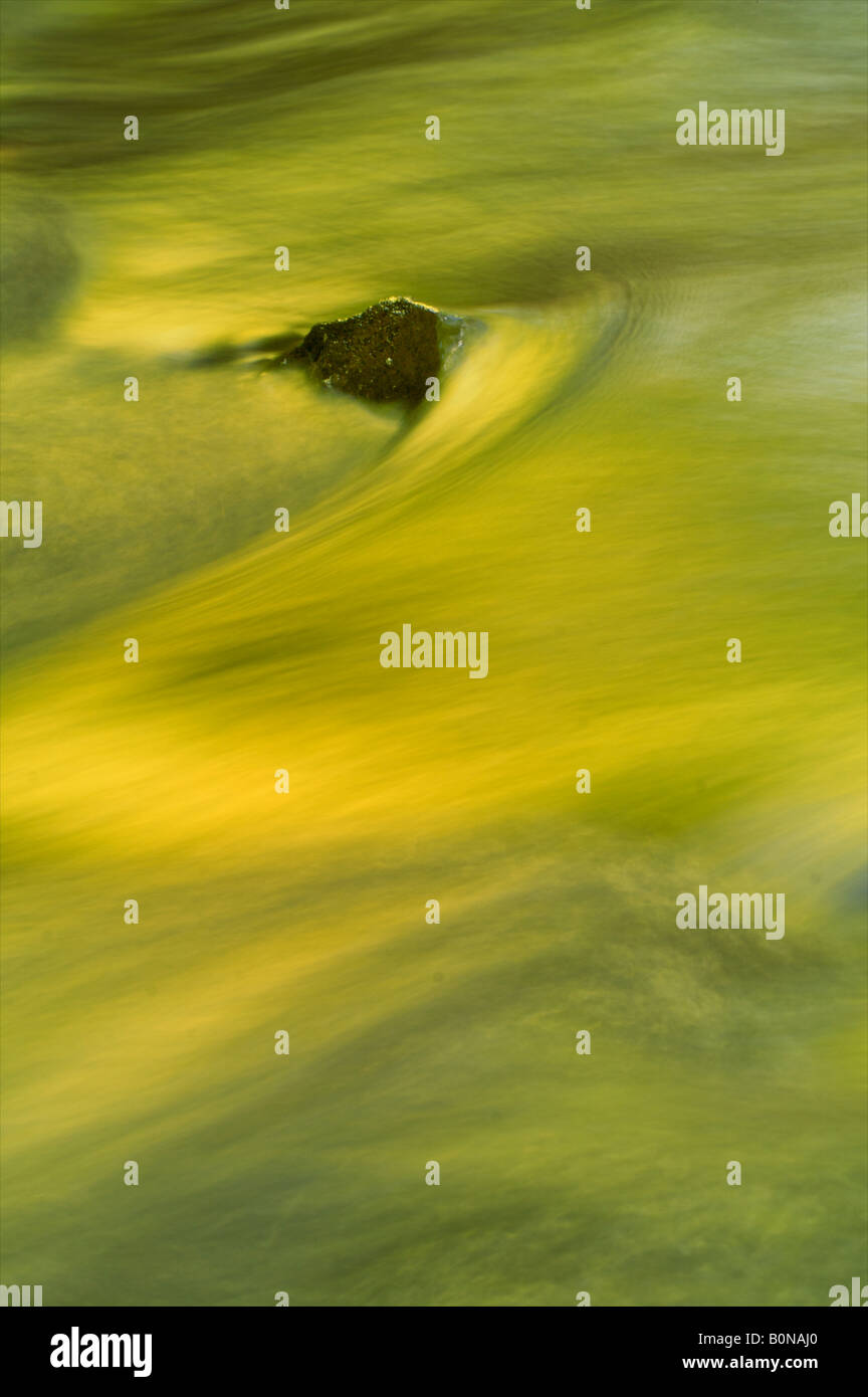 Floating water in a forest river Stock Photo - Alamy