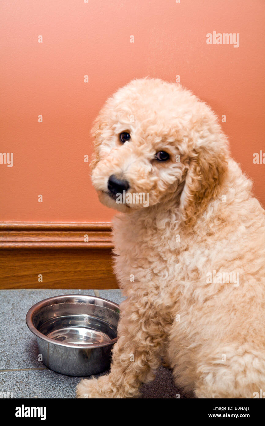 Labradoodle puppy sitting at water bowl Stock Photo - Alamy