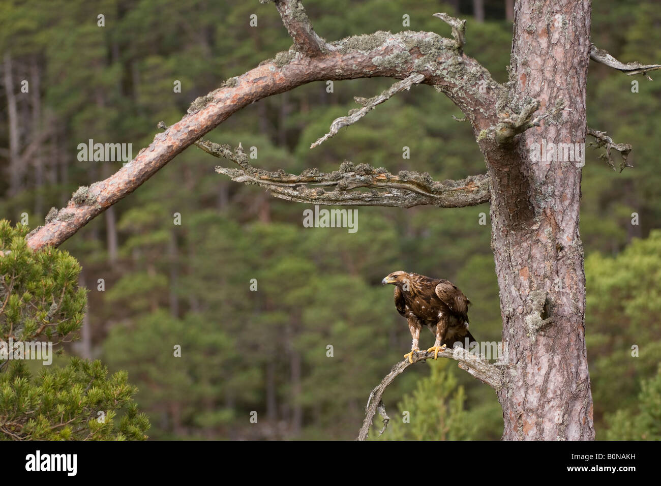 Golden eagle scotland pine hi-res stock photography and images - Alamy