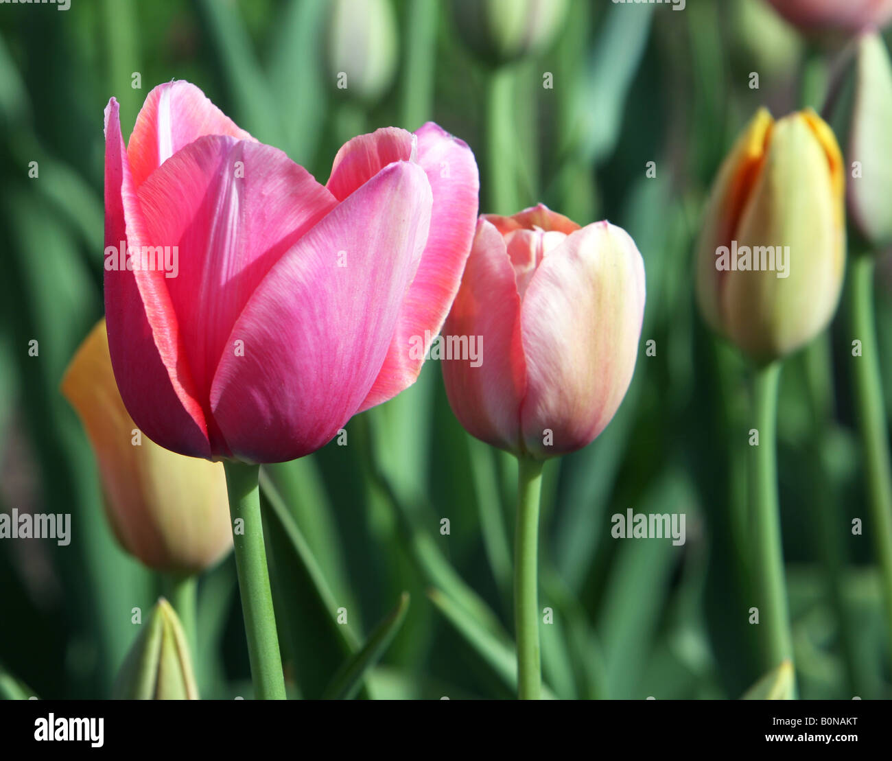 Two red tulips shot closeup Stock Photo - Alamy