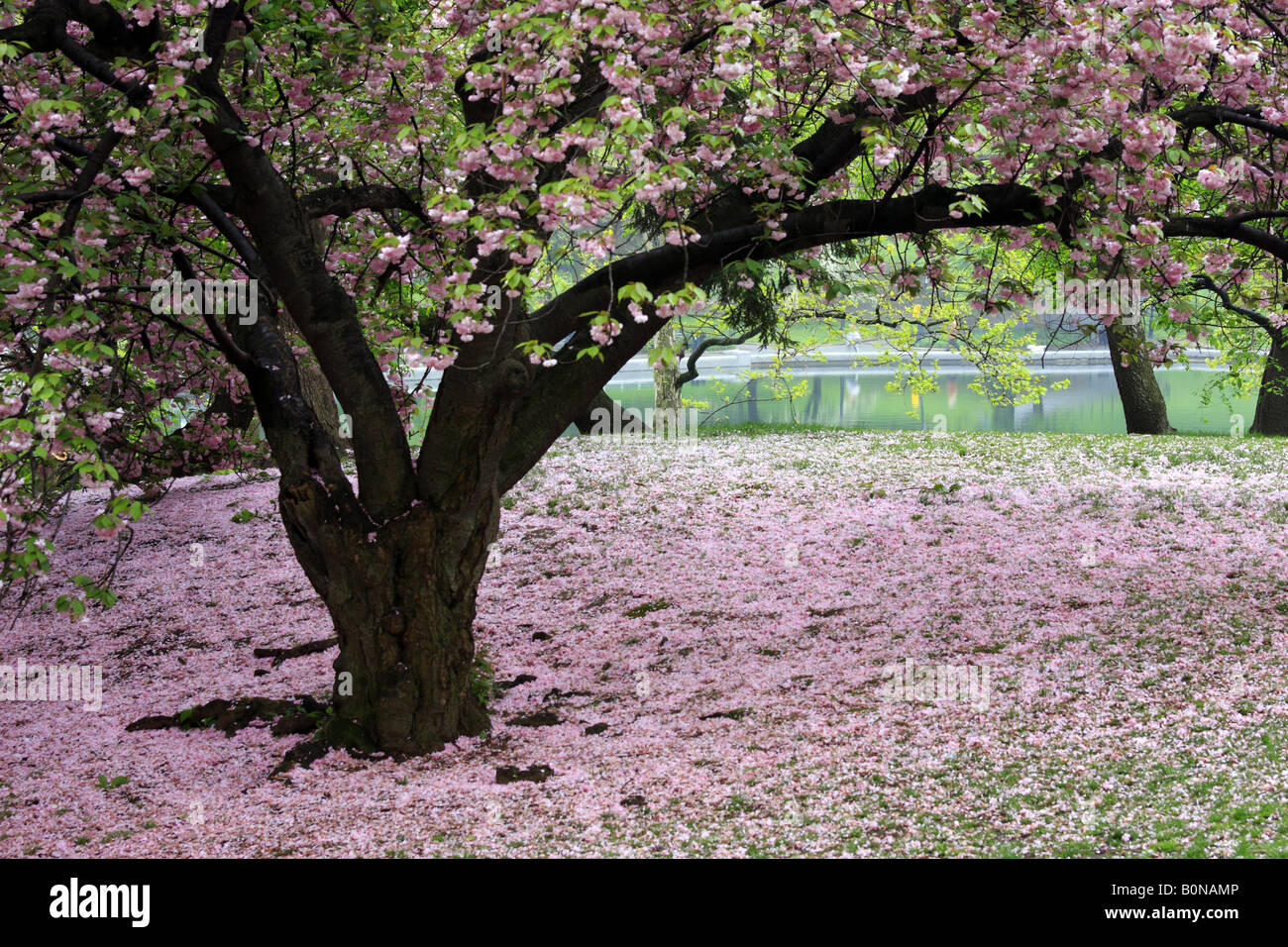 Japanese cherry tree Stock Photo - Alamy