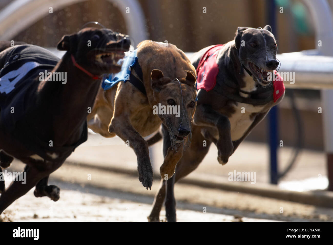 Greyhound dog racing Stock Photo - Alamy