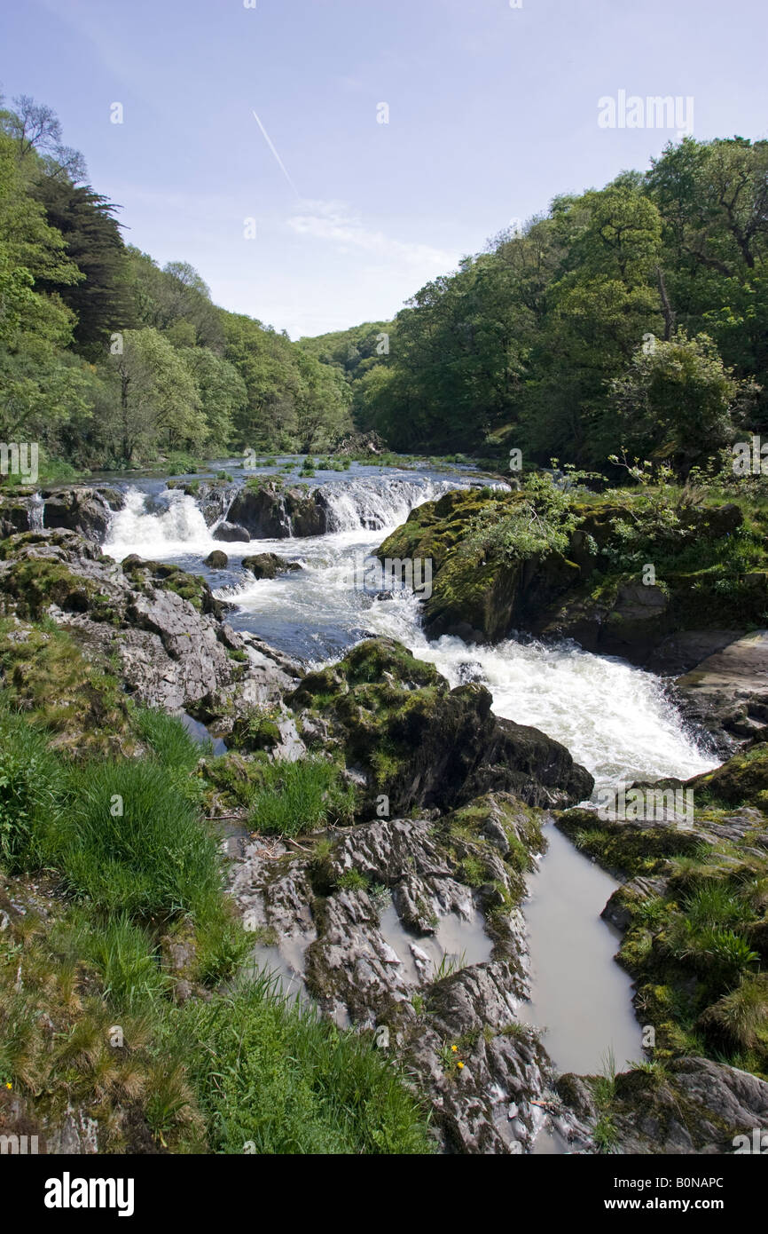 River Teifi Cenarth Falls Cardigan Wales UK Stock Photo - Alamy