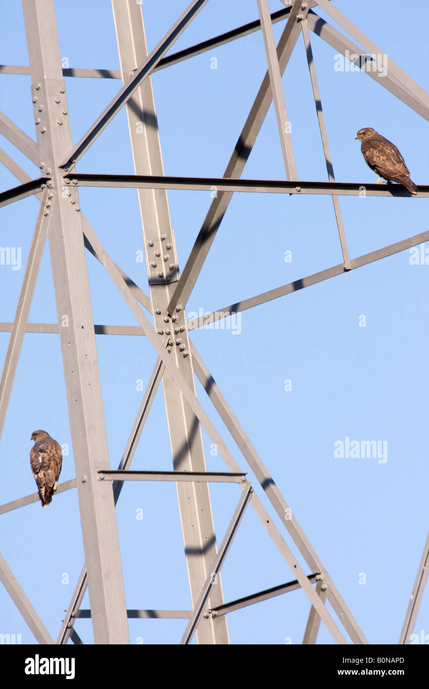 Scottish buzzard hi-res stock photography and images - Alamy