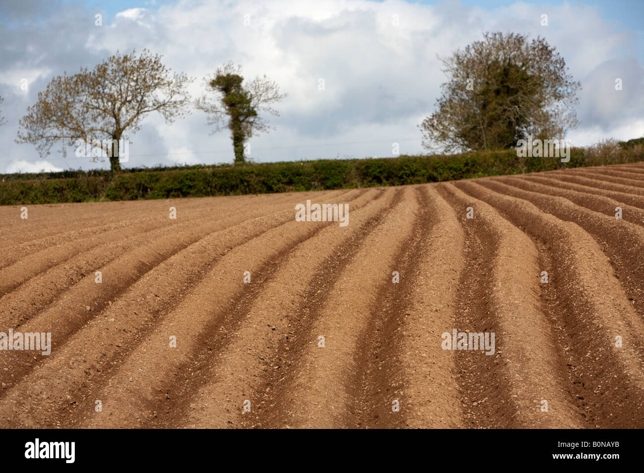 Rows of hedges hi-res stock photography and images - Alamy
