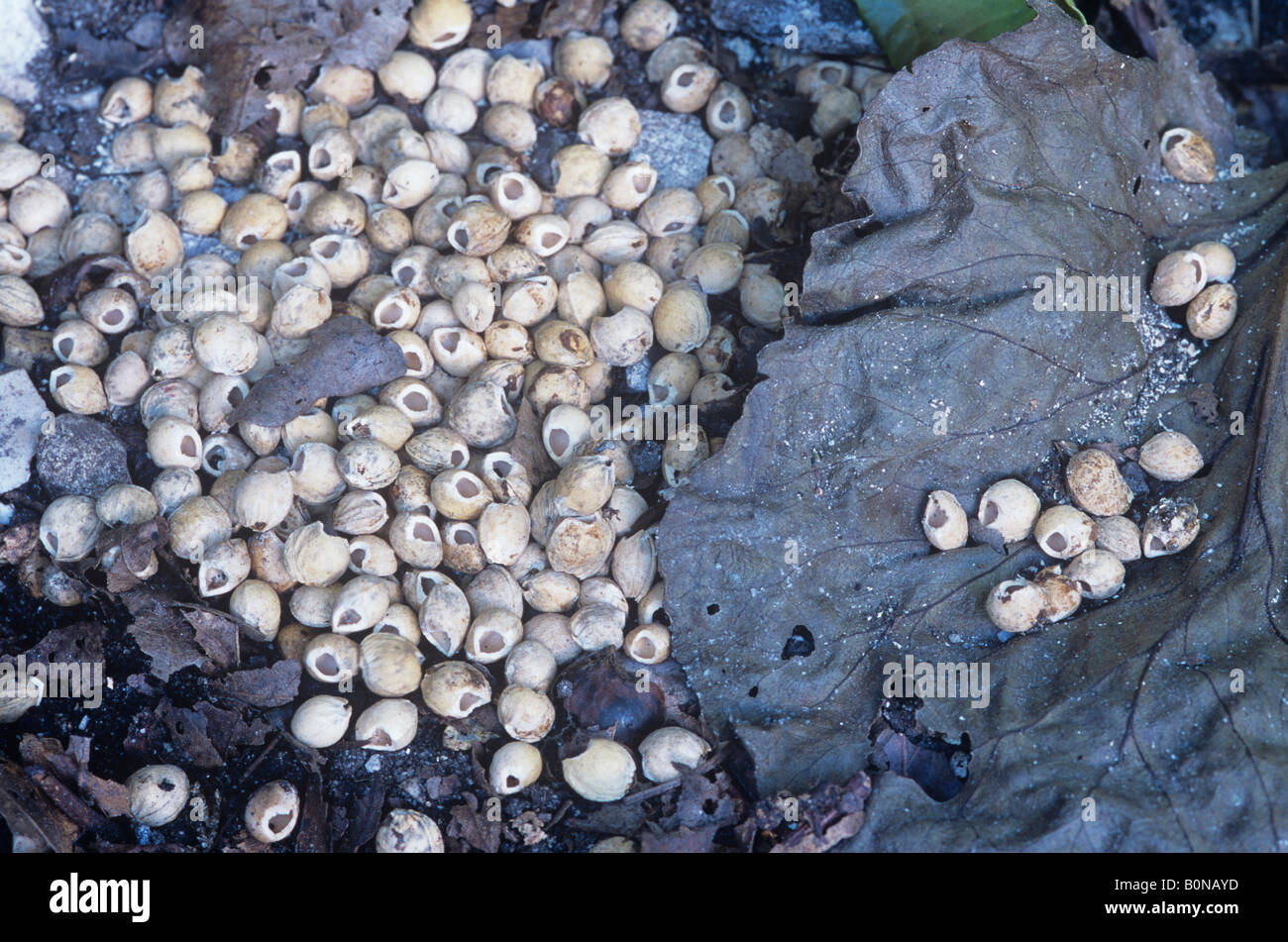 Wood Mouse (Apodemus sylvaticus) Sign. Eaten Nuts Stock Photo - Alamy