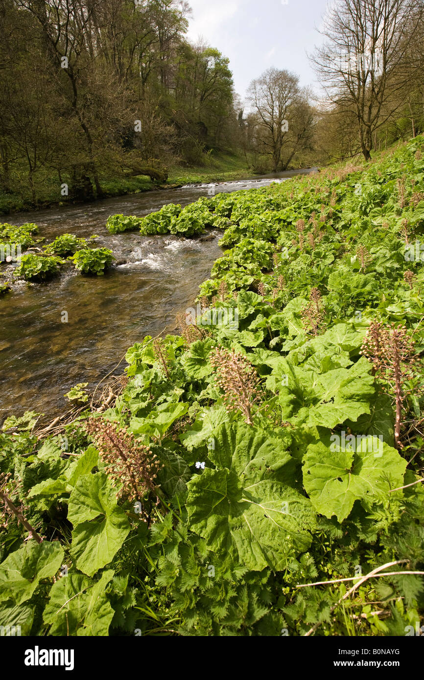 UK Derbyshire Peak District National Park Millers Dale wild flowers on ...