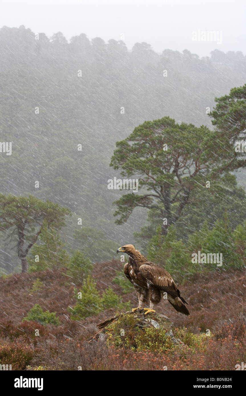 Golden eagle Aquila chrysaetos sub adult in winter shower Stock Photo ...