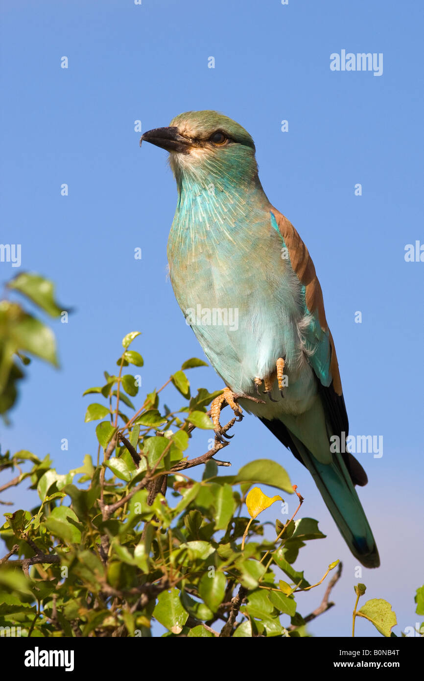European roller bird hi-res stock photography and images - Alamy