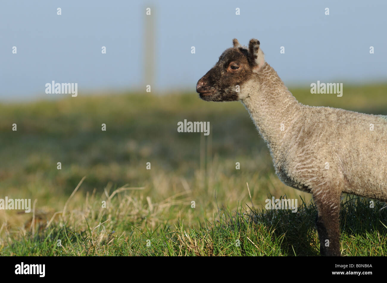 Young cute Spring lambs in the early morning English countryside Stock ...