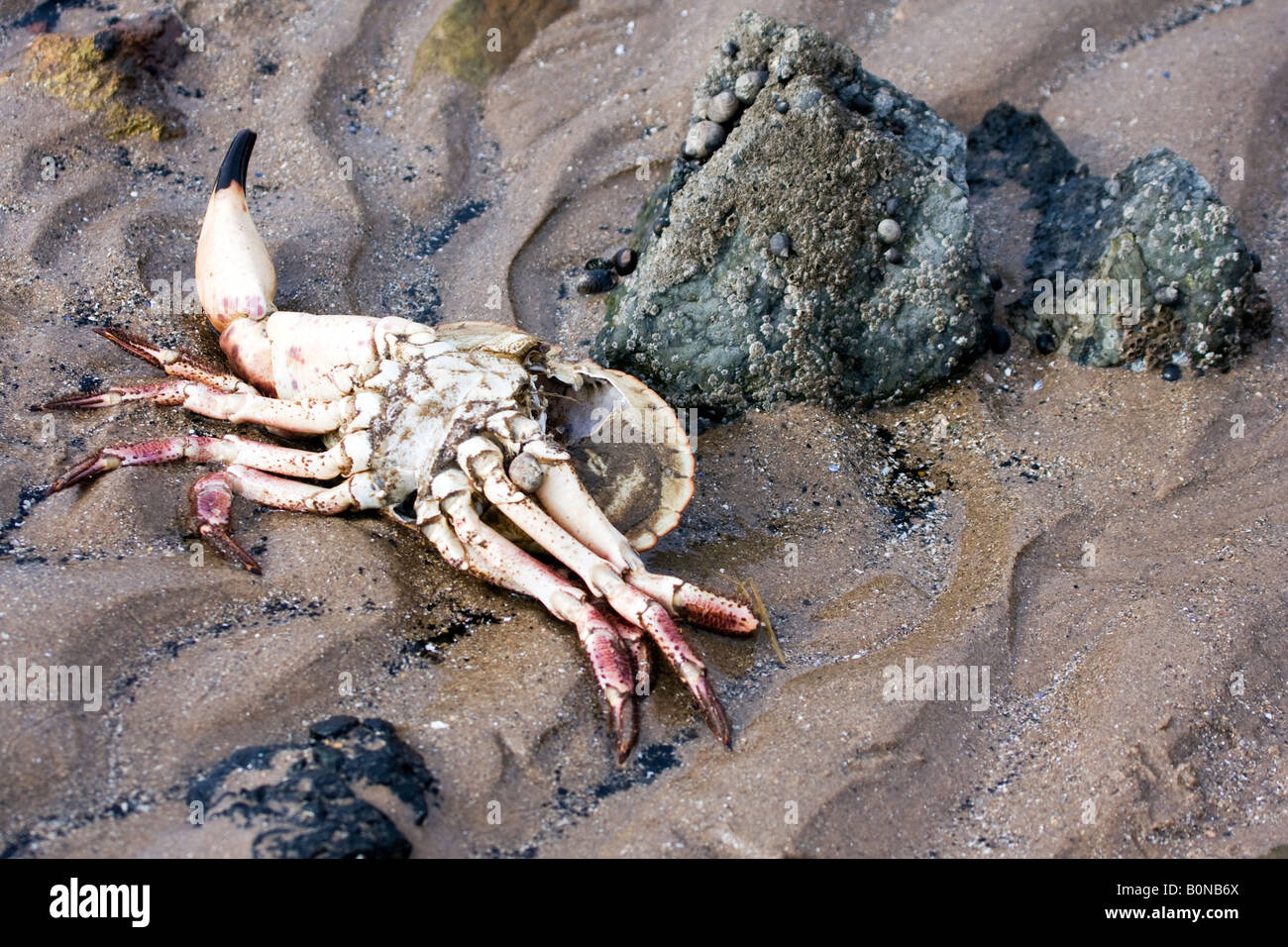 Dead crab carcass on beach Stock Photo - Alamy