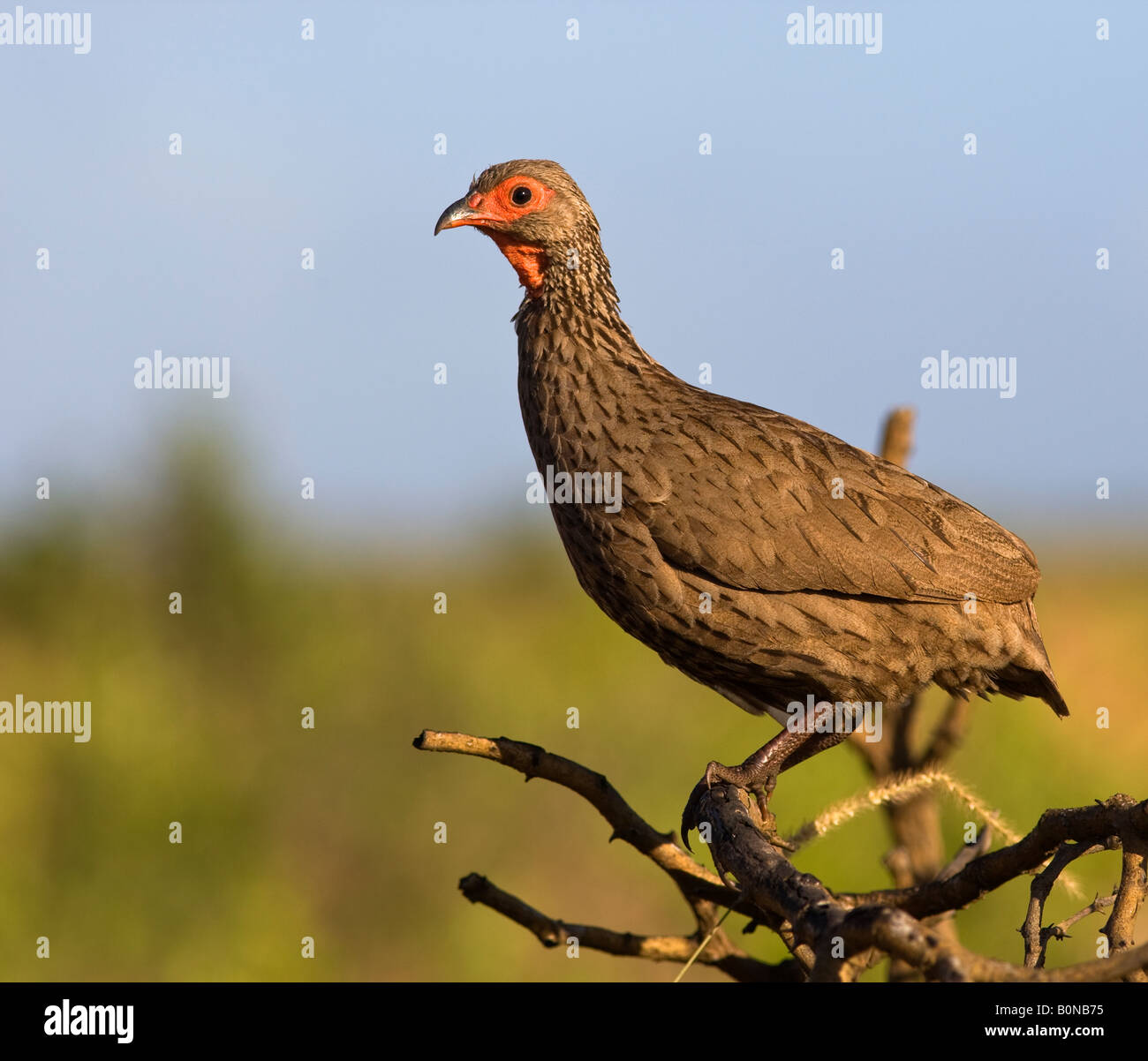 Francolin bird hi-res stock photography and images - Alamy