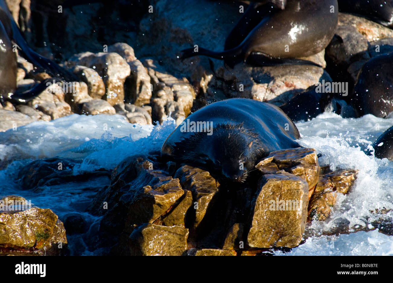 Close-up Cape fur seal resting in surf on rocky shores of Dyer Island ...