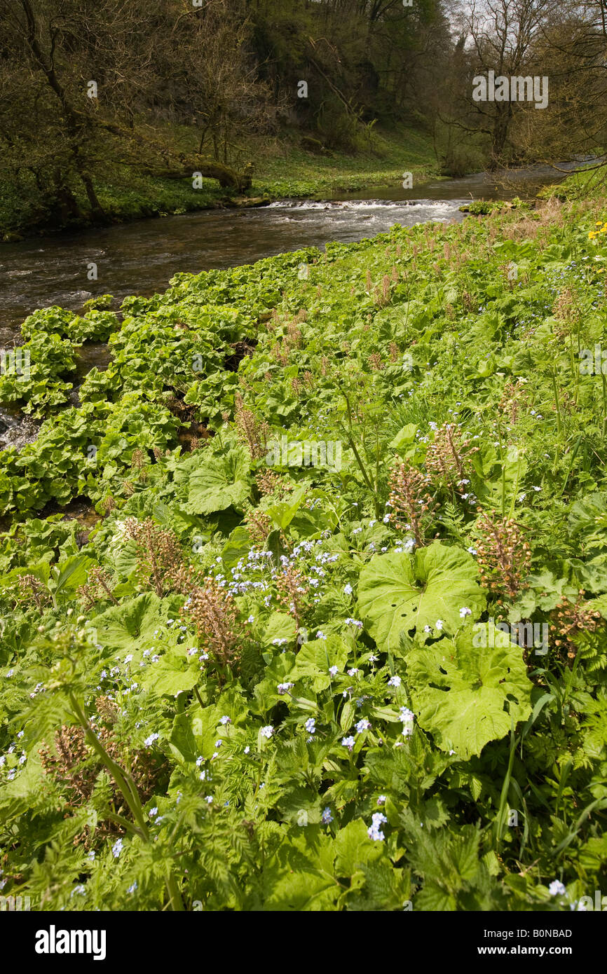 UK Derbyshire Peak District National Park Millers Dale wild flowers on ...