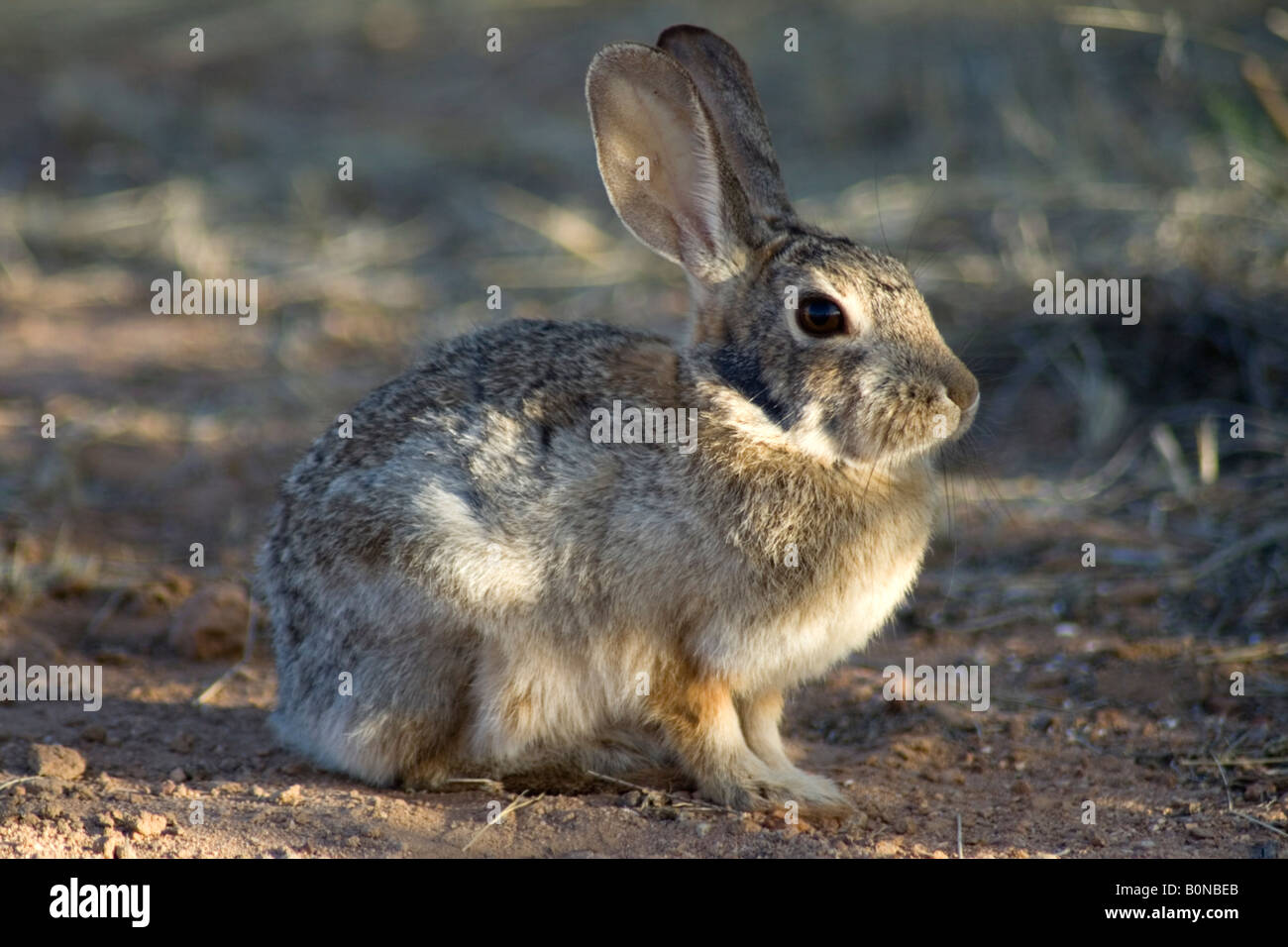Desert cottontail rabbits hi-res stock photography and images - Alamy