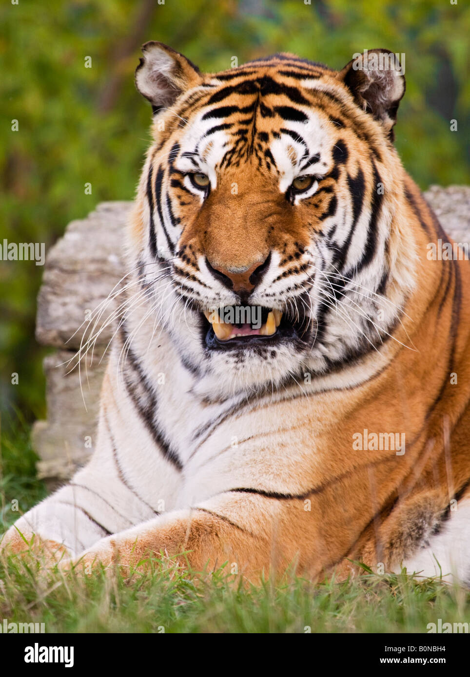 Tiger sitting on grass in Kent,England,United Kingdom Stock Photo - Alamy