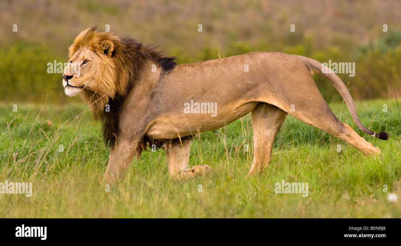 Lion running hi-res stock photography and images - Alamy