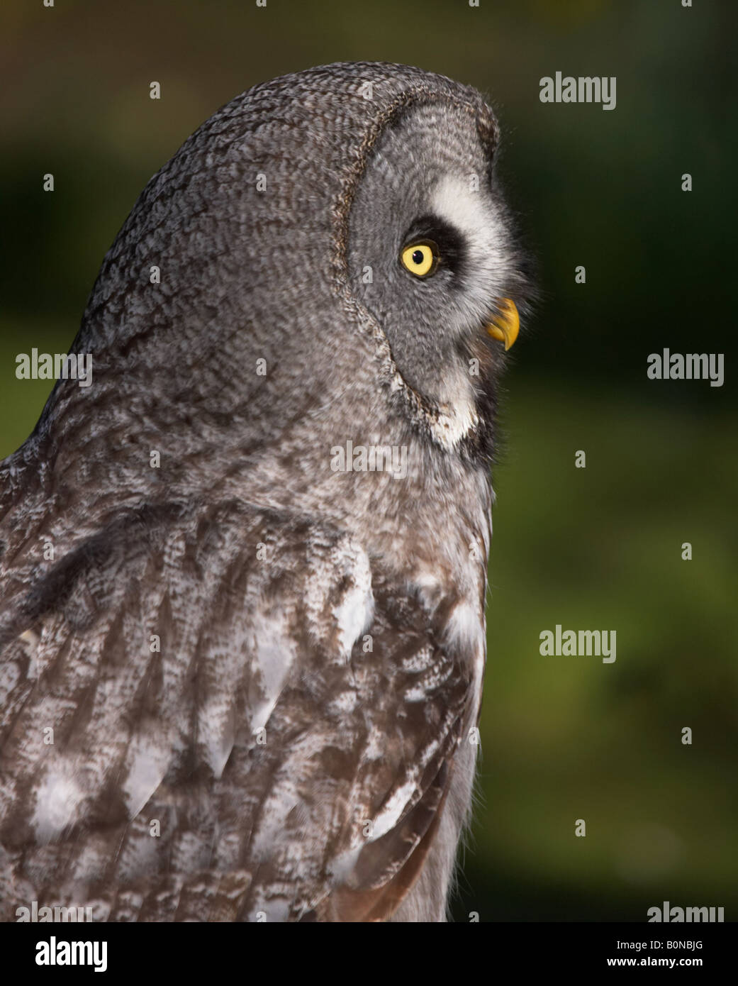Great grey owl portrait Stock Photo - Alamy