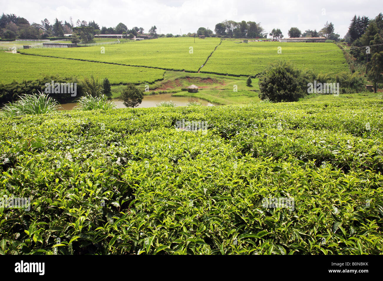 Kenya: tea estate near Kikuyu Stock Photo - Alamy