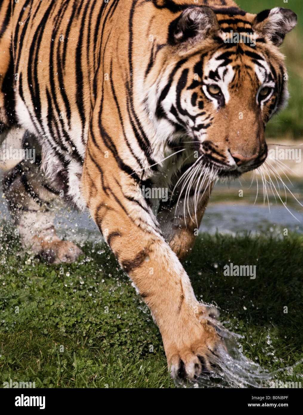 Tiger walking on grass,Kent,England,United Kingdom Stock Photo - Alamy