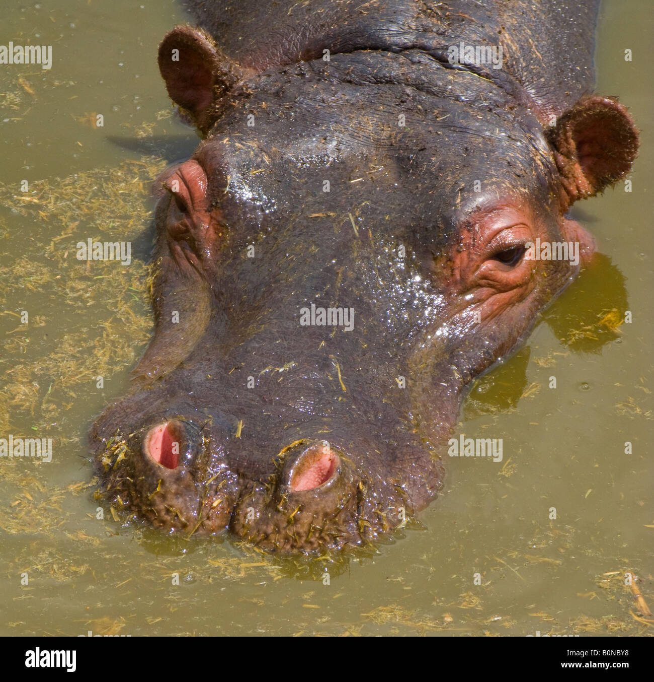 Hippo portrait hi-res stock photography and images - Alamy