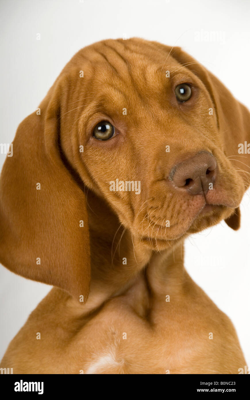 Stock photo of a two month old Hungarian Vizsla Puppy against a white ...