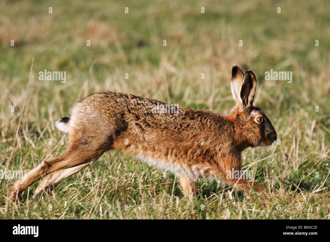 Hare running fast hi-res stock photography and images - Alamy