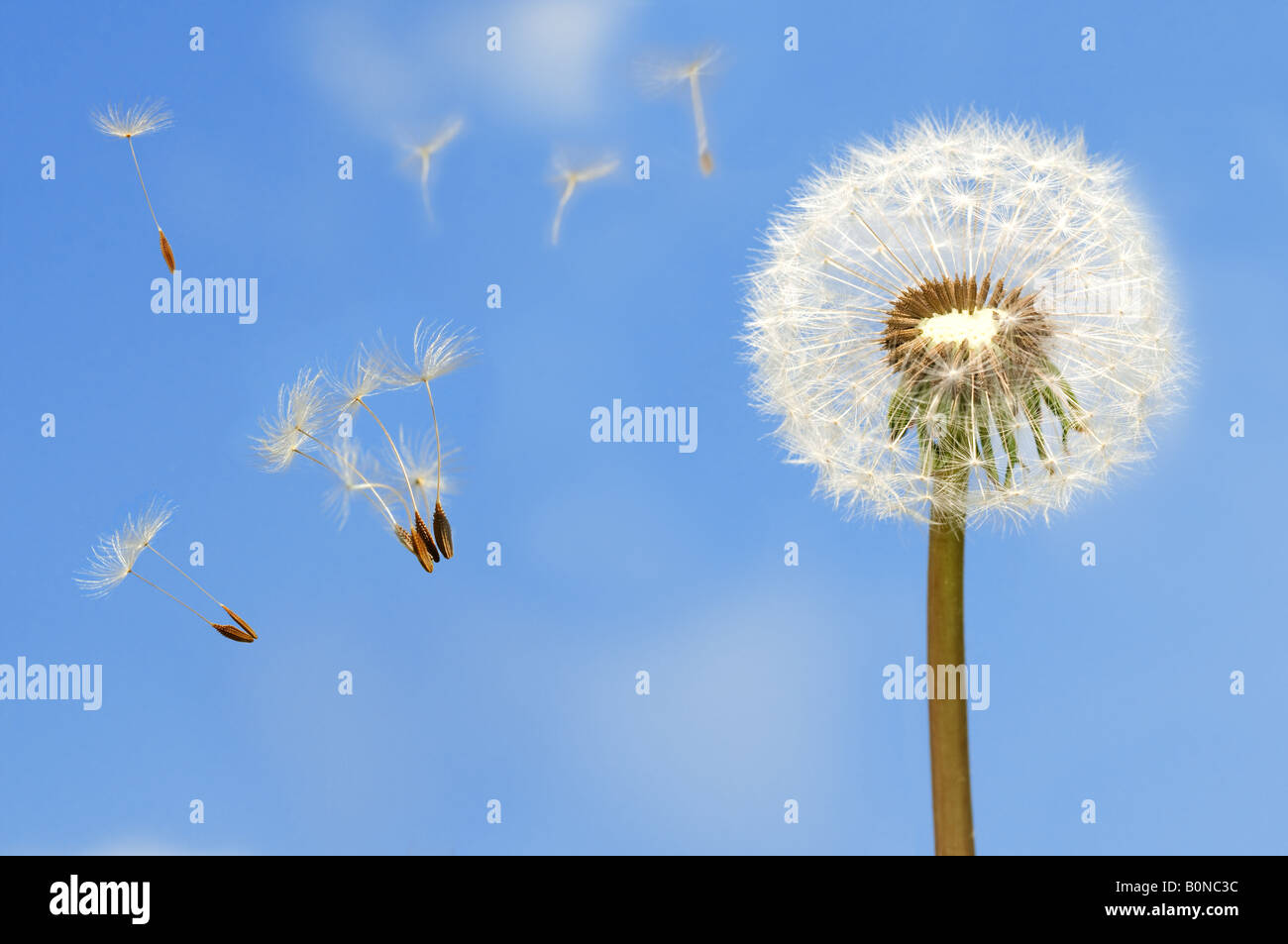 Seeds of dandelion flying in wind on bright blue sky Stock Photo - Alamy