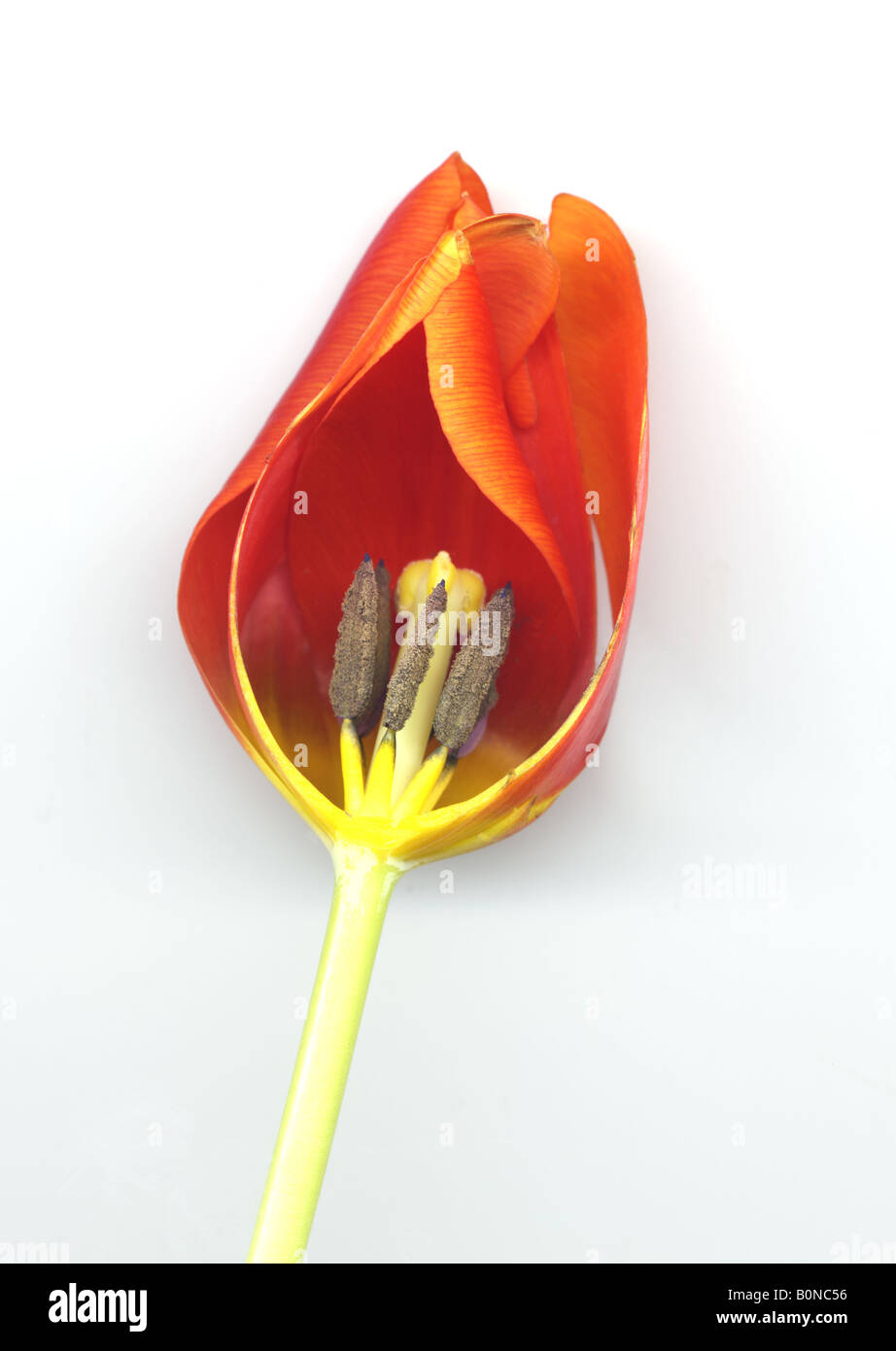 Cross section of the stamen hi-res stock photography and images - Alamy
