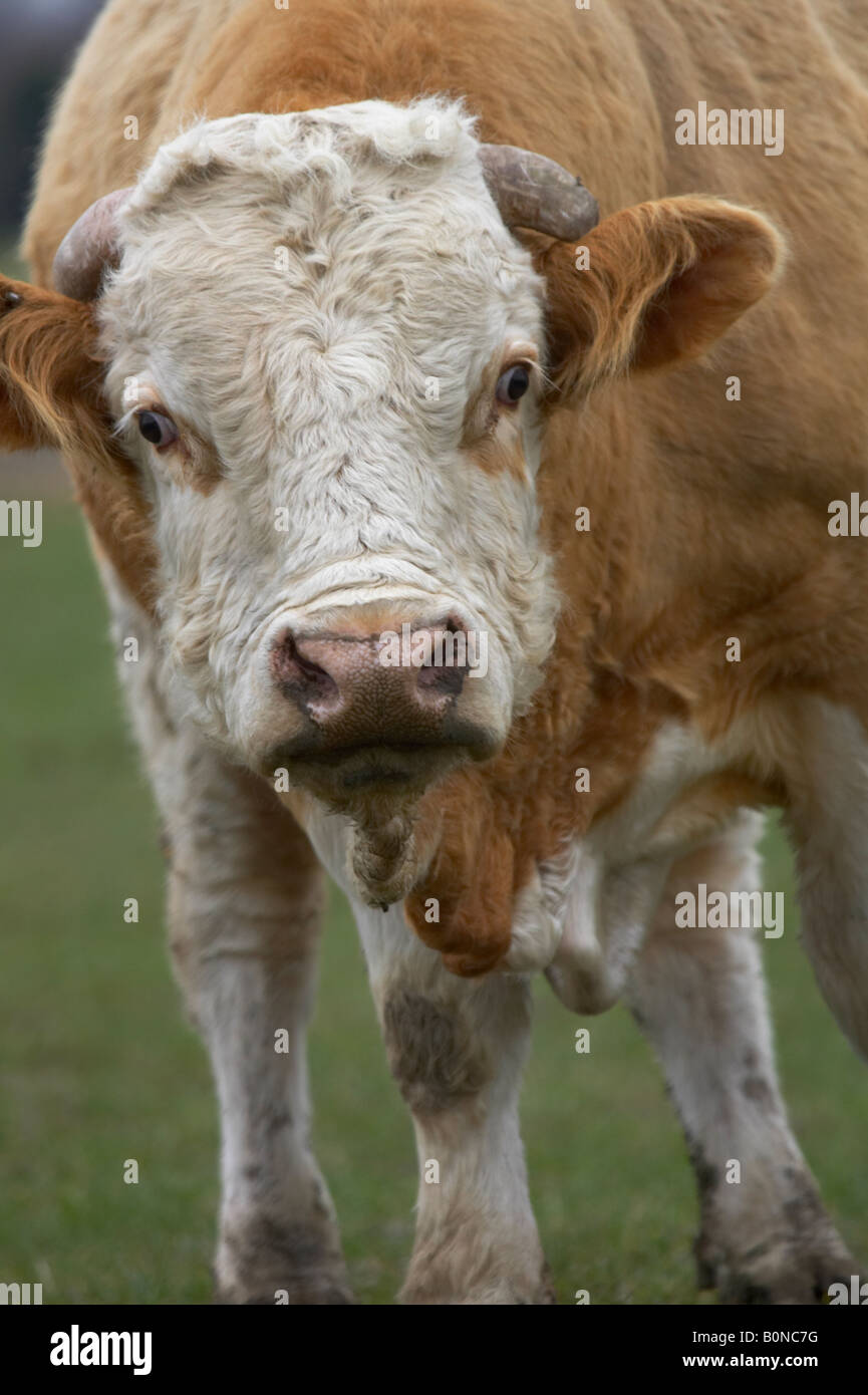 Inquisitive cow hi-res stock photography and images - Alamy