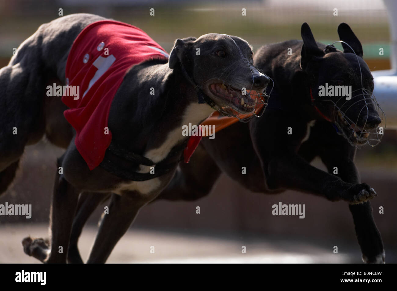 Greyhound dog racing Stock Photo - Alamy