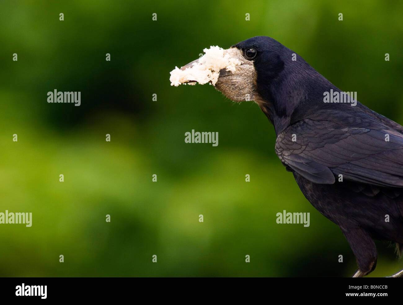 Rook (Corvus frugilegus Stock Photo - Alamy