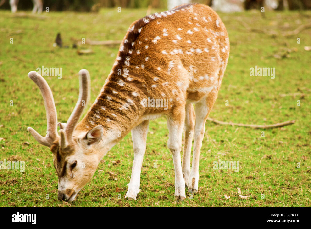 Spotted deer grazing hi-res stock photography and images - Alamy
