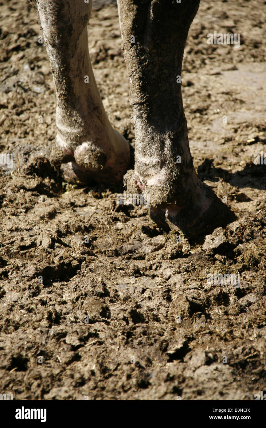 one cow in muddy farm yard Stock Photo - Alamy
