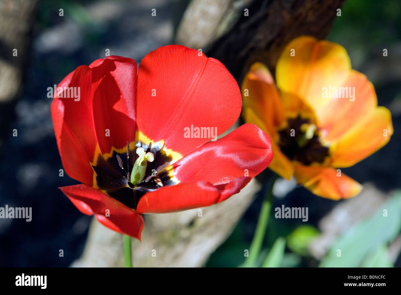 Open tulip blossoms hi-res stock photography and images - Alamy