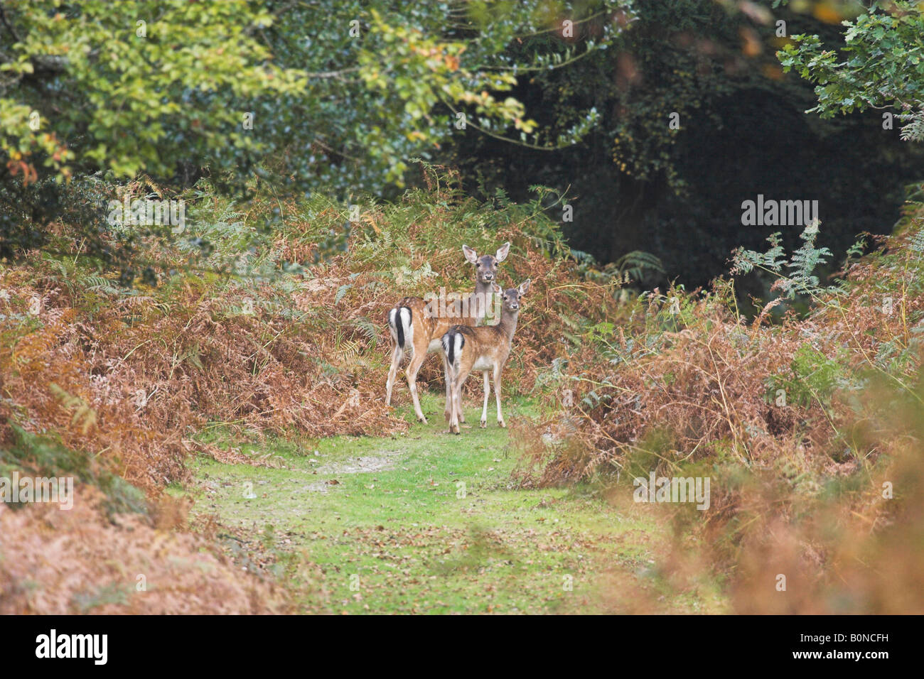 New forest hampshire wildlife park hi-res stock photography and images ...