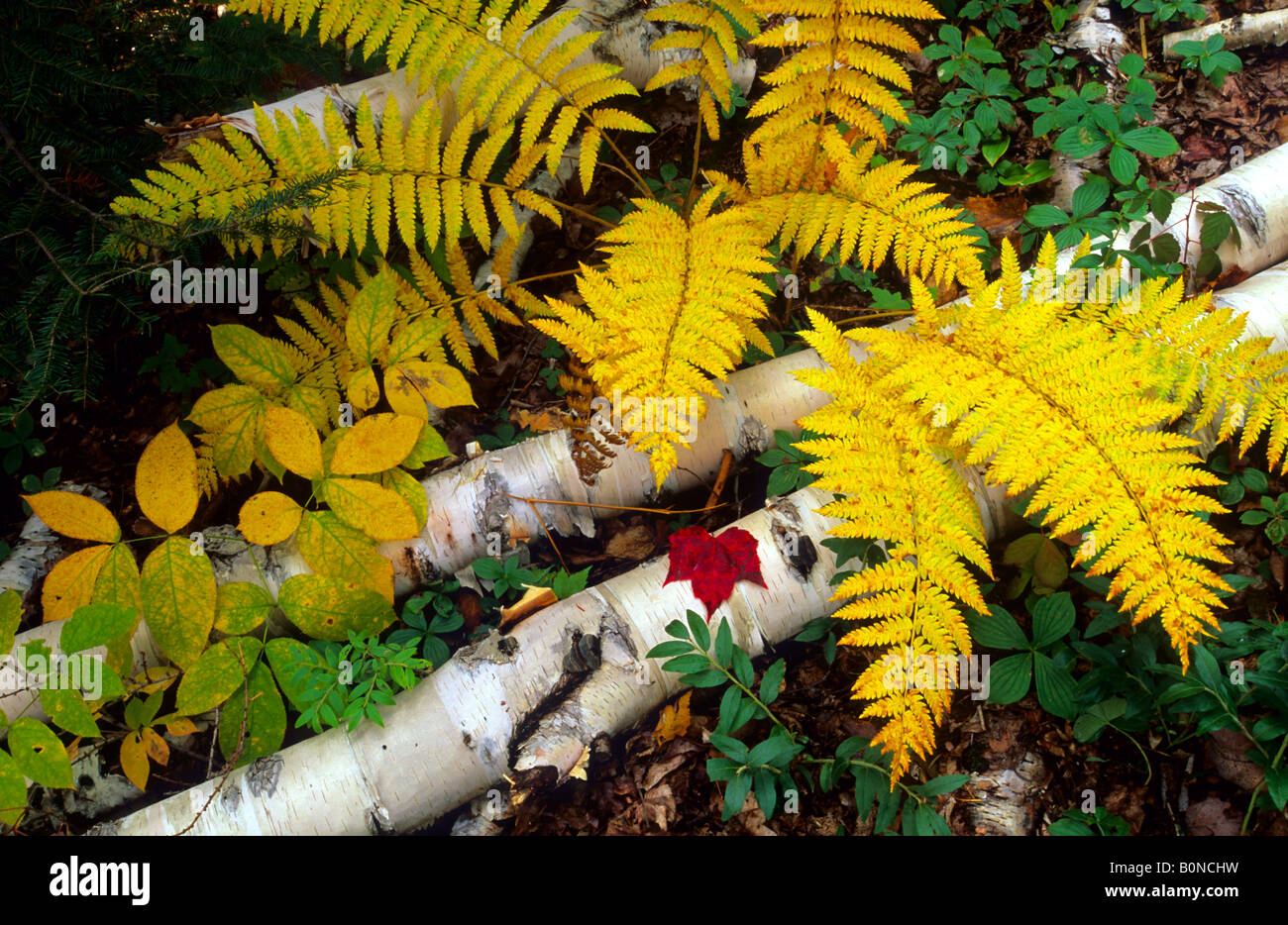 Forest still life with ferns and birch logs in New Hampshire Stock ...