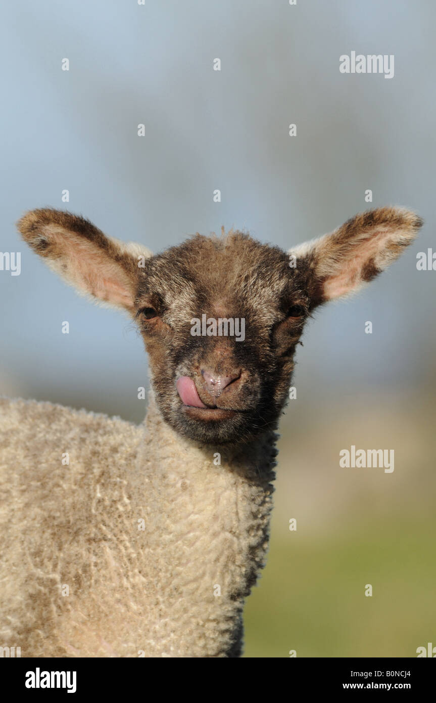 Young cute Spring lambs in the early morning English countryside Stock ...