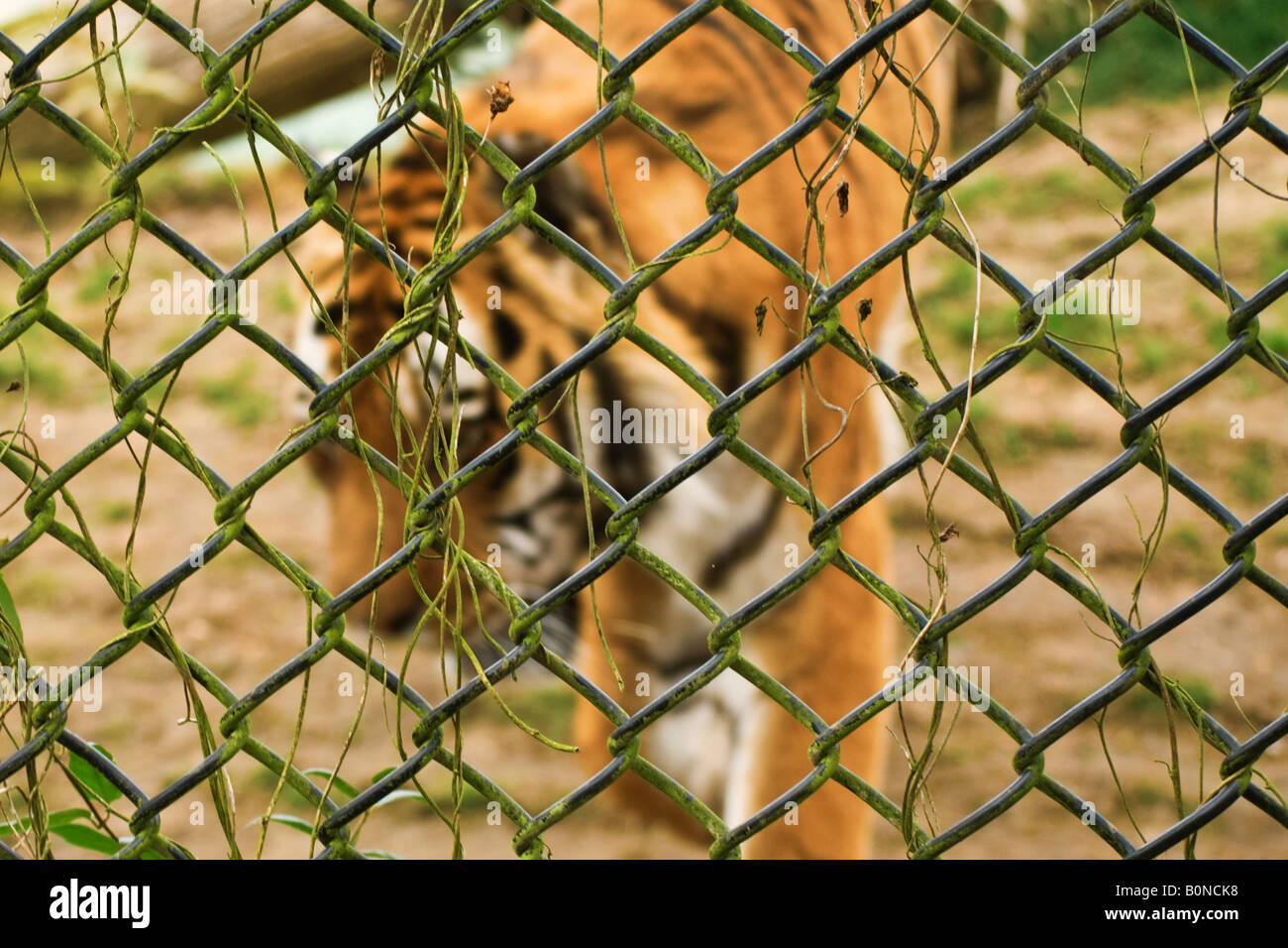 Out of focus tiger, focused chain link fence Stock Photo - Alamy