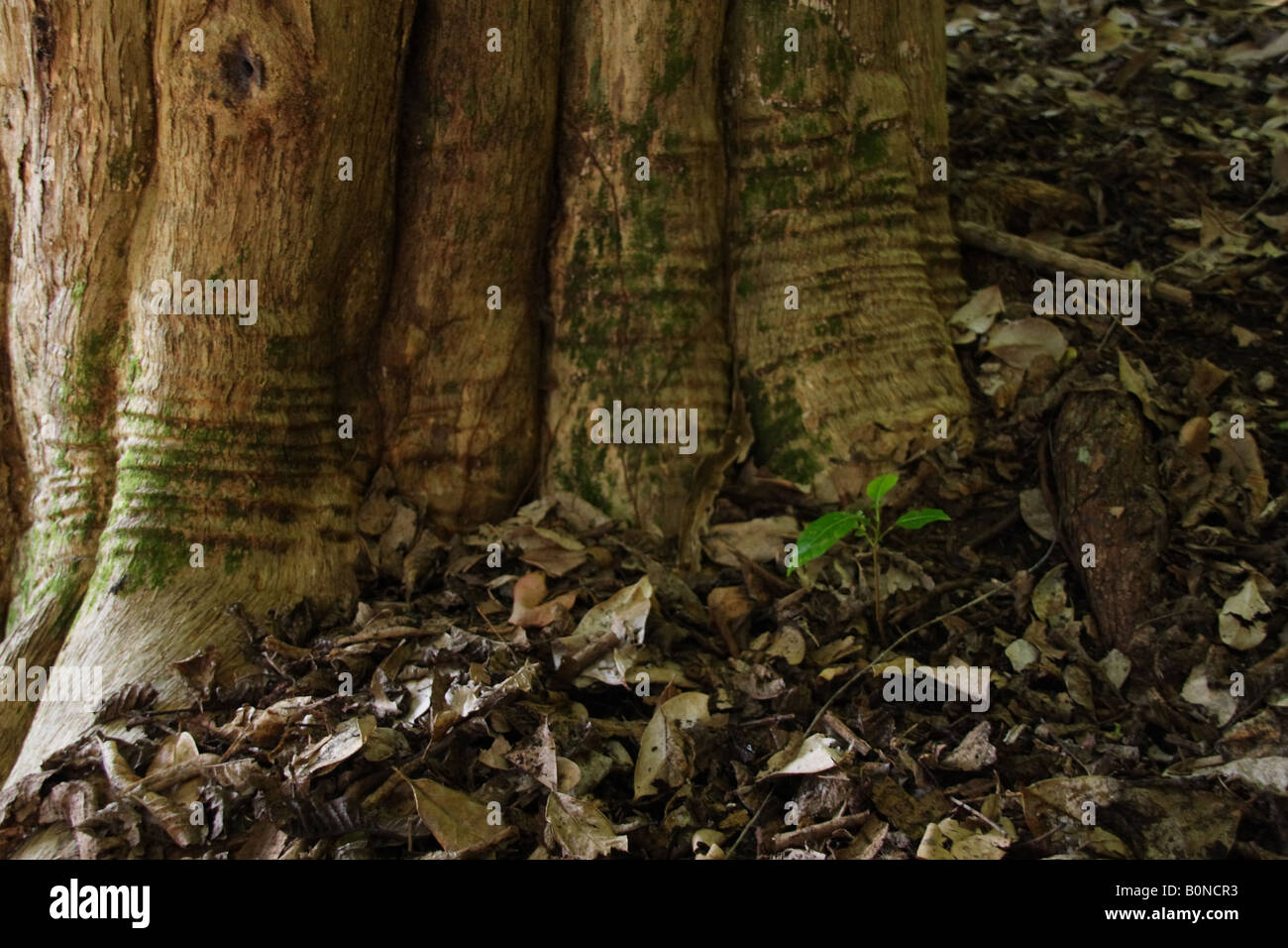 Puriri tree hi-res stock photography and images - Alamy