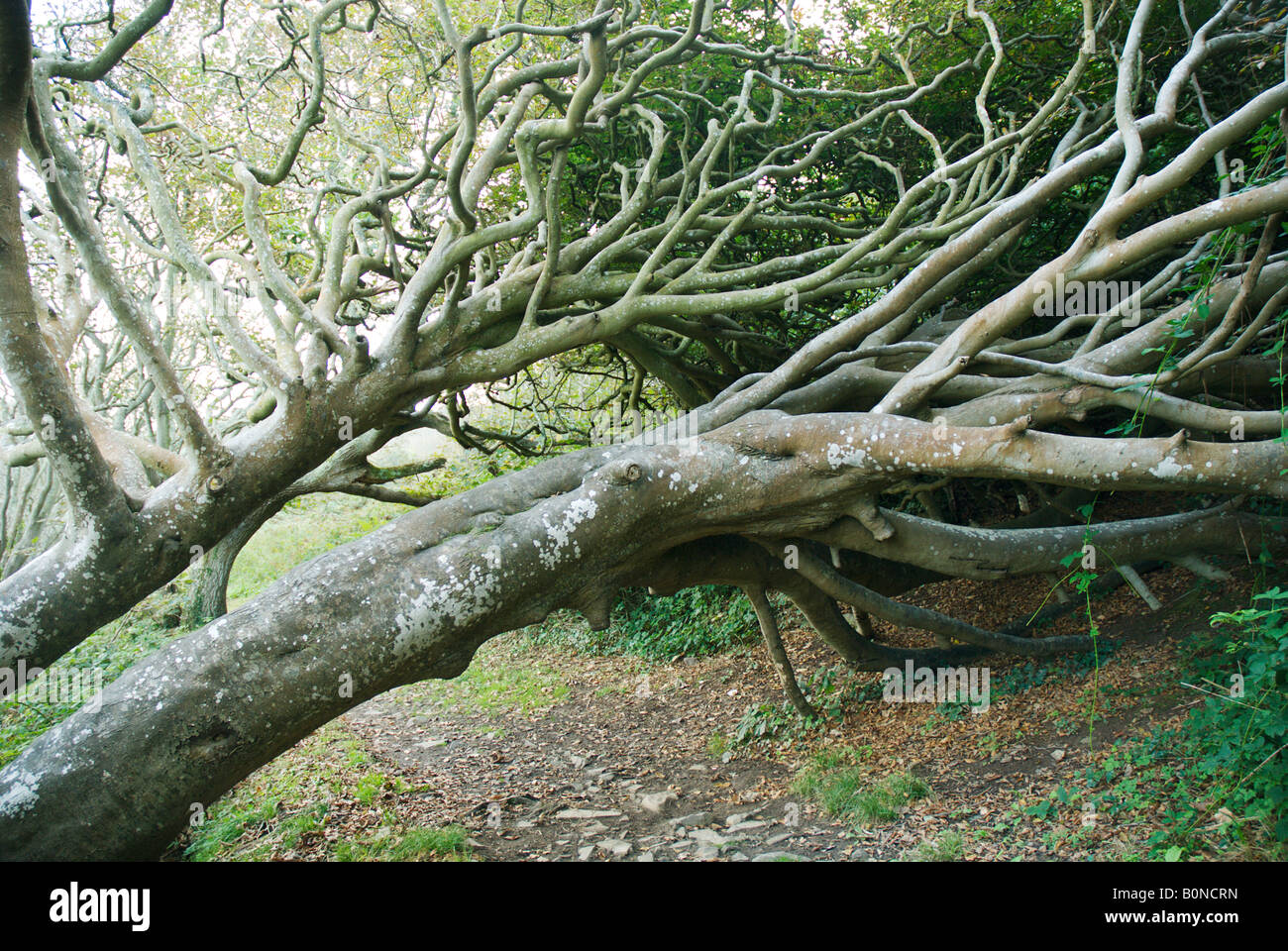 Trunk and tangled branches of fallen trees blocking a woodland path in ...