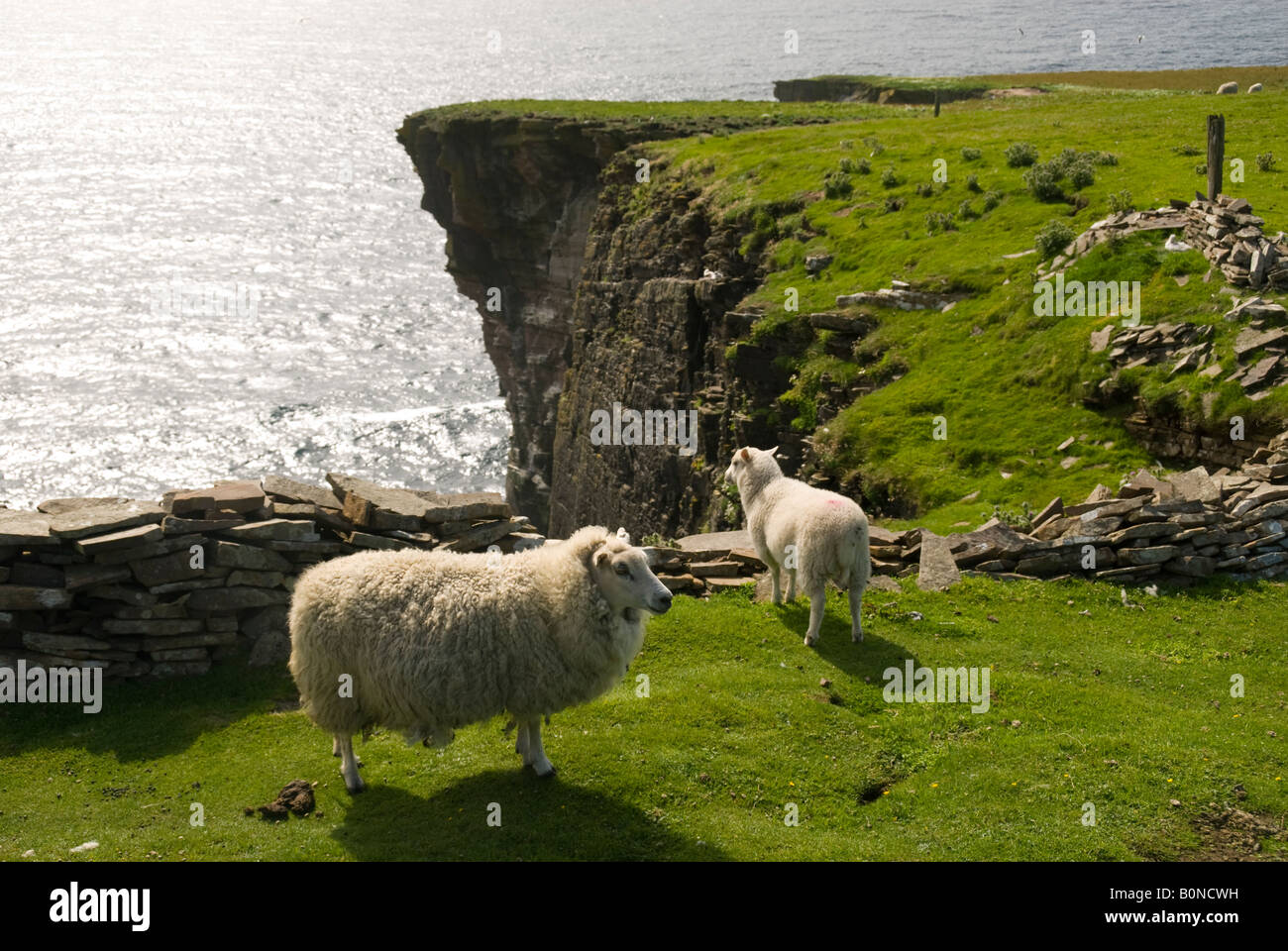 Sheep on a cliff edge, Isle of Noss, Shetland Islands, Scotland, UK ...