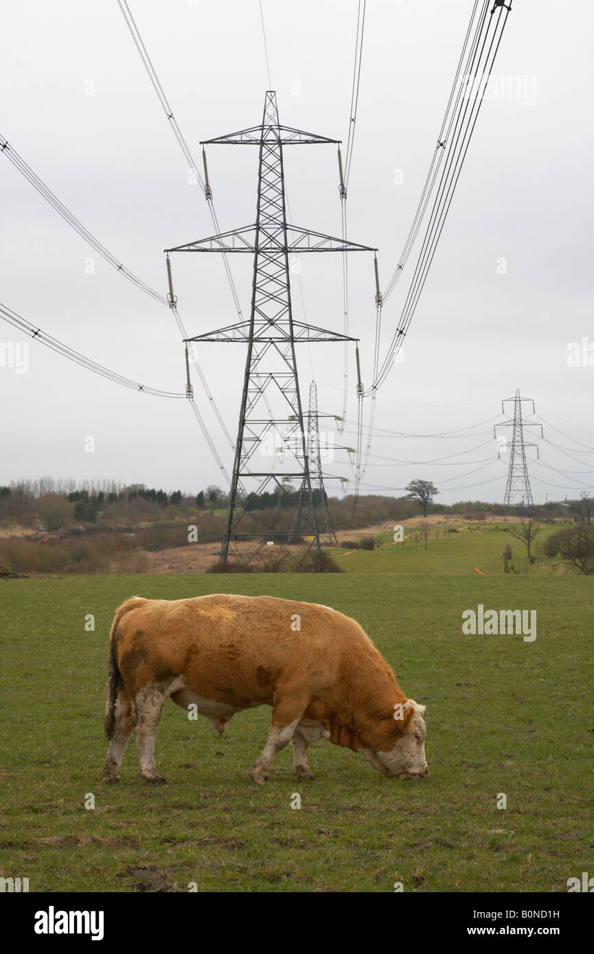 Cow eating grass in a field below power cables Stock Photo - Alamy