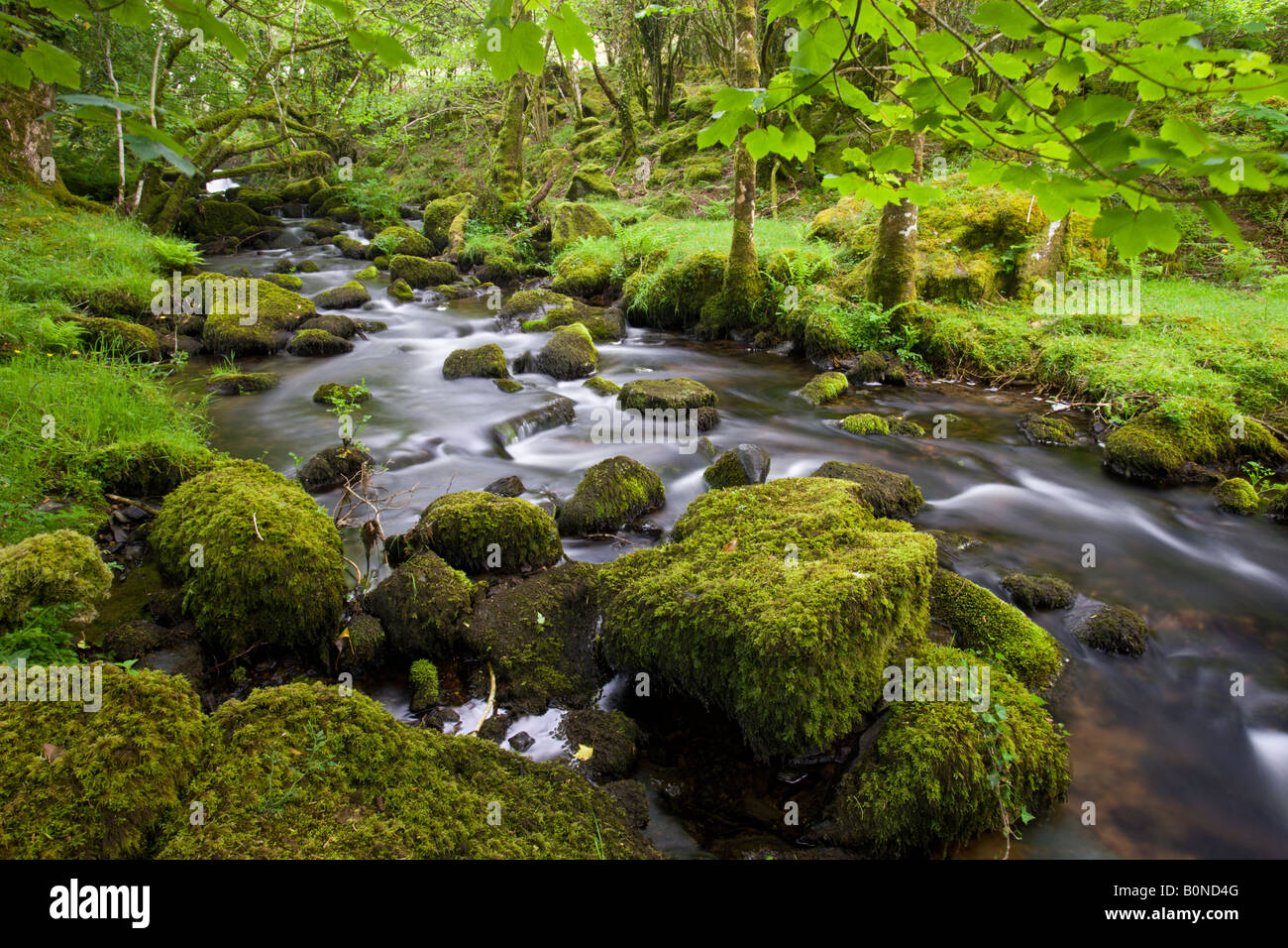 Dartmoor brook hi-res stock photography and images - Alamy