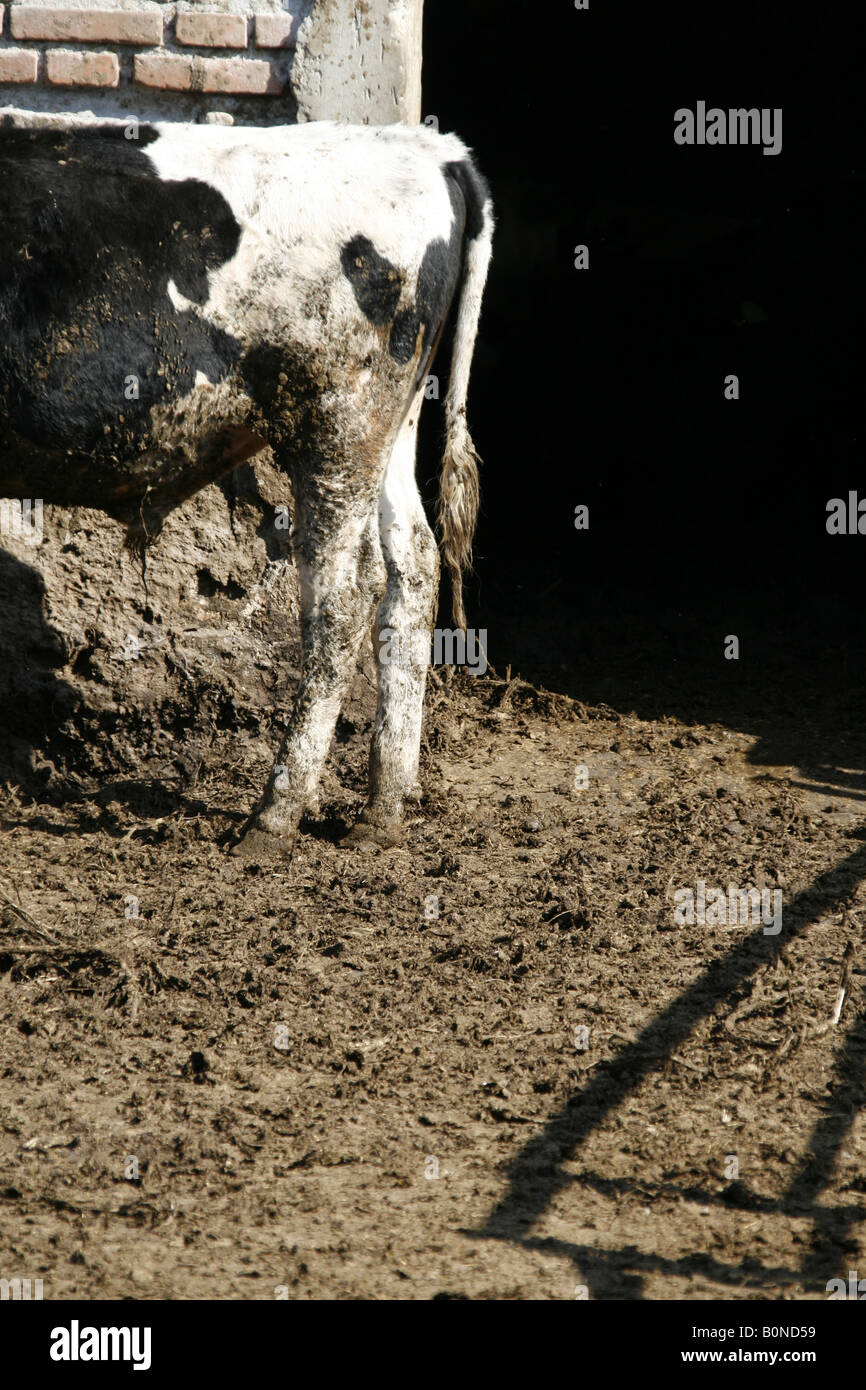 one cow in muddy farm yard Stock Photo - Alamy