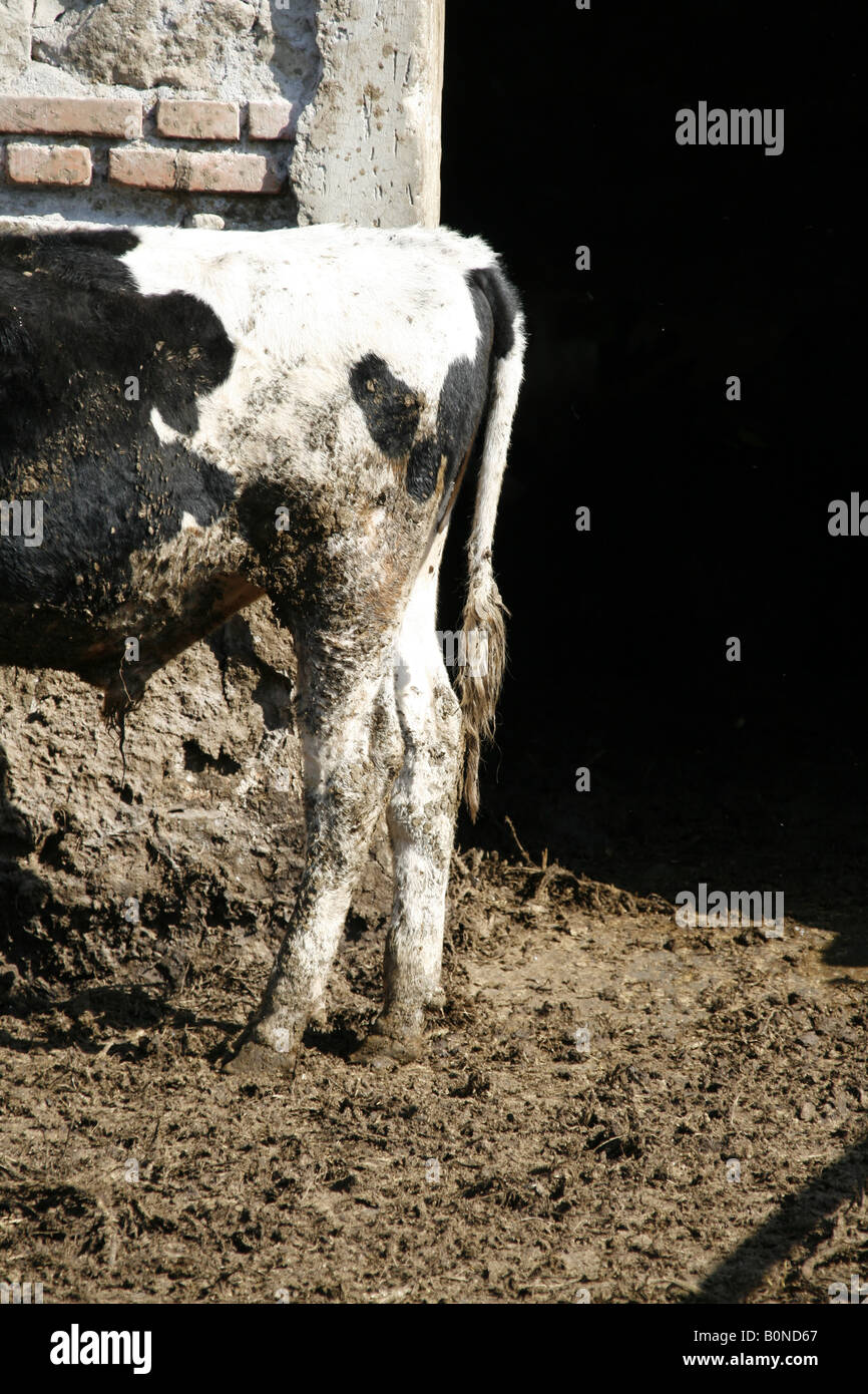 one cow in muddy farm yard Stock Photo - Alamy