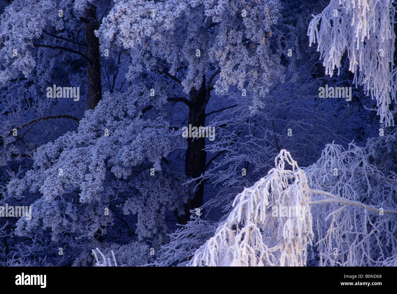 Poland winter forest hi-res stock photography and images - Alamy